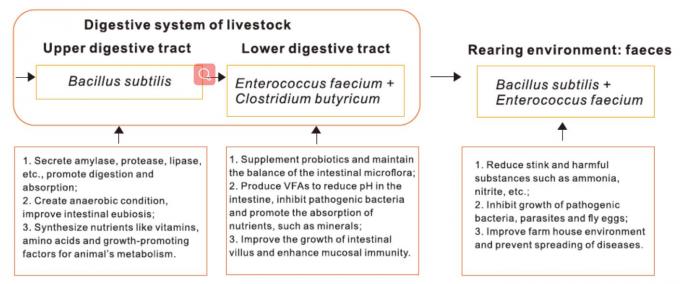 Feed Grade Probiotics For Animal