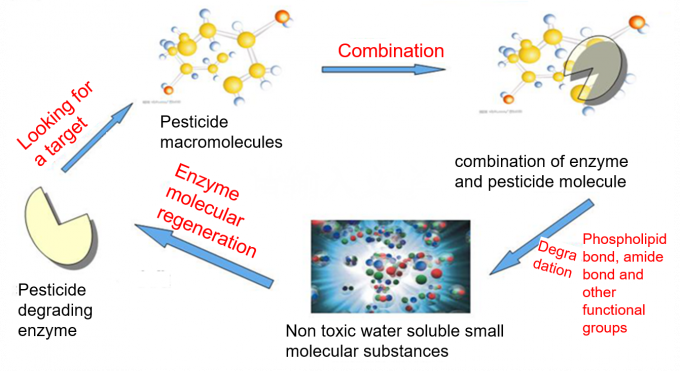 Pesticide Degrading Food Grade Enzymes